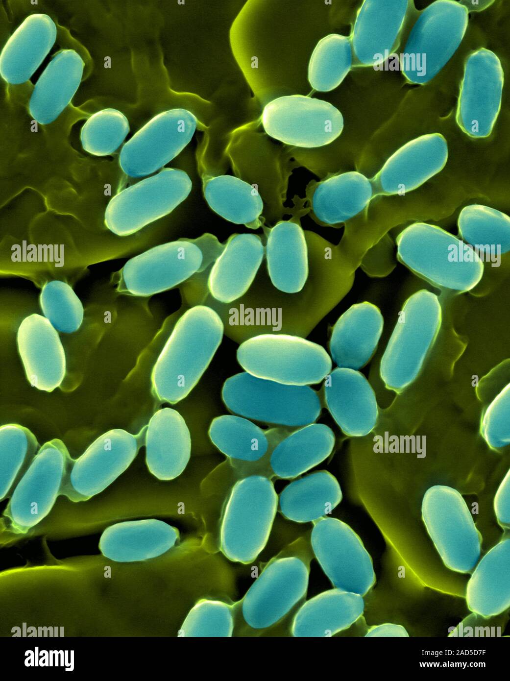 Coloured scanning electron micrograph (SEM) of Geobacillus ...