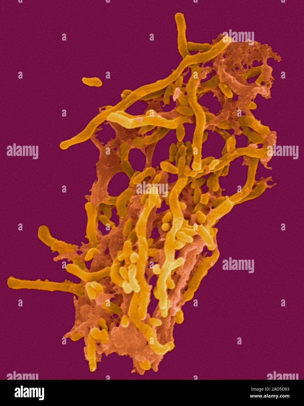 Coloured scanning electron micrograph (SEM) of Faecal coliform bacteria ...