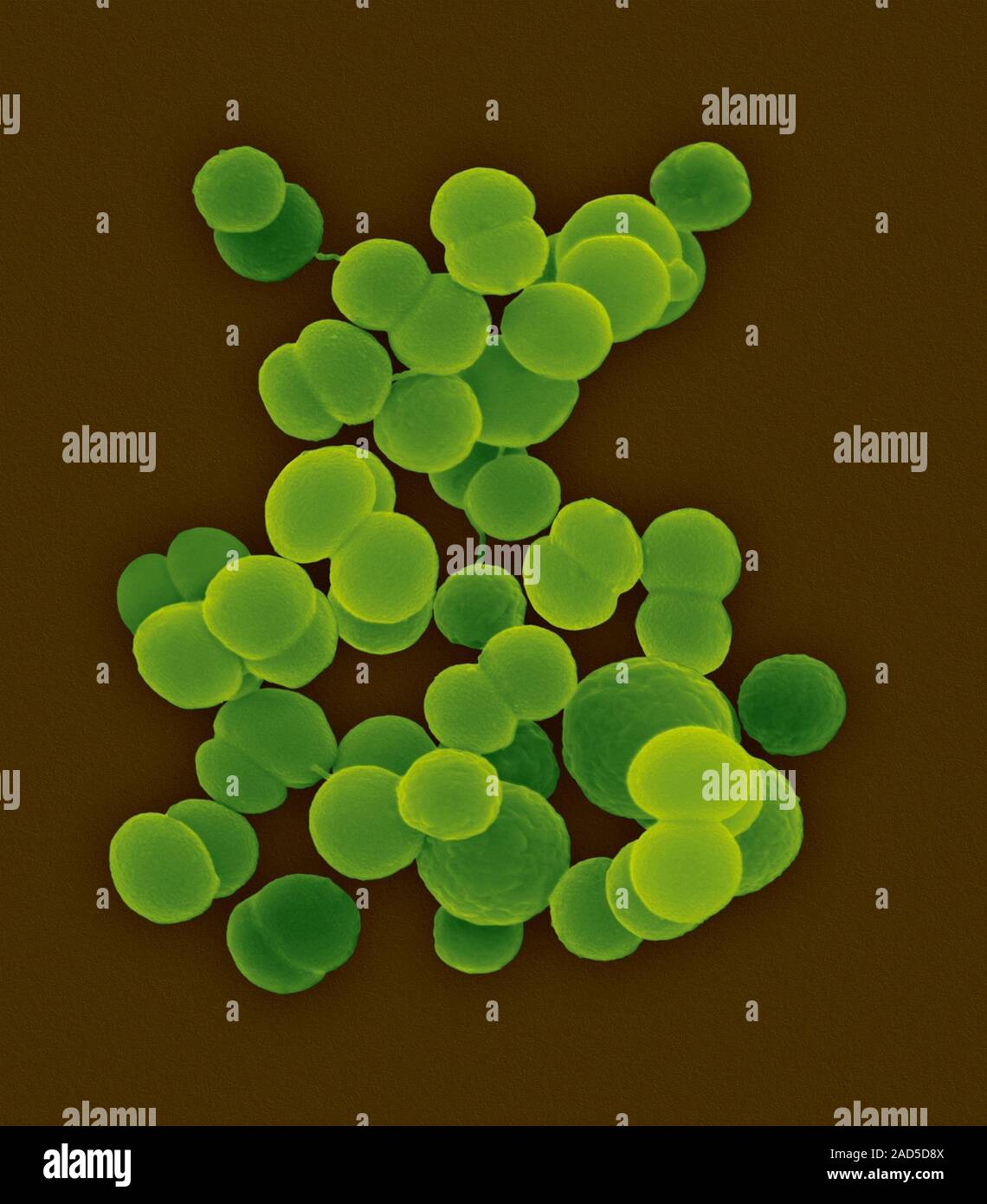 Coloured scanning electron micrograph (SEM) of Neisseria mucosa, Gram ...