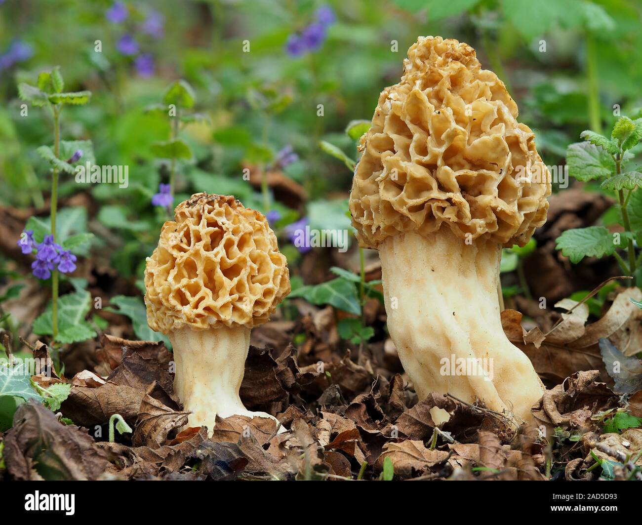 Common Morels or Yellow Morels - Morchella esculenta Stock Photo - Alamy