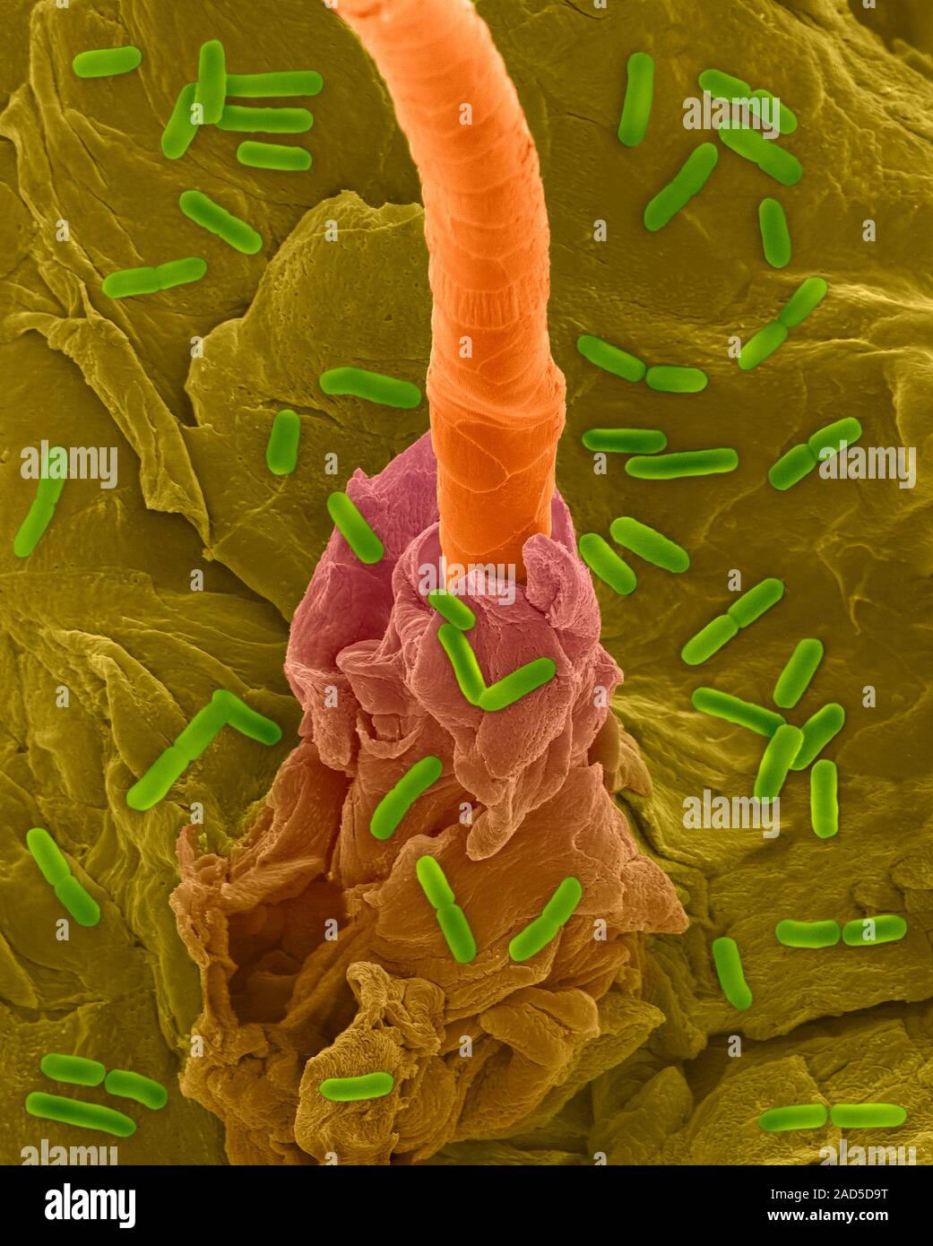 Coloured scanning electron micrograph (SEM) of Photocomposite, E. coli ...