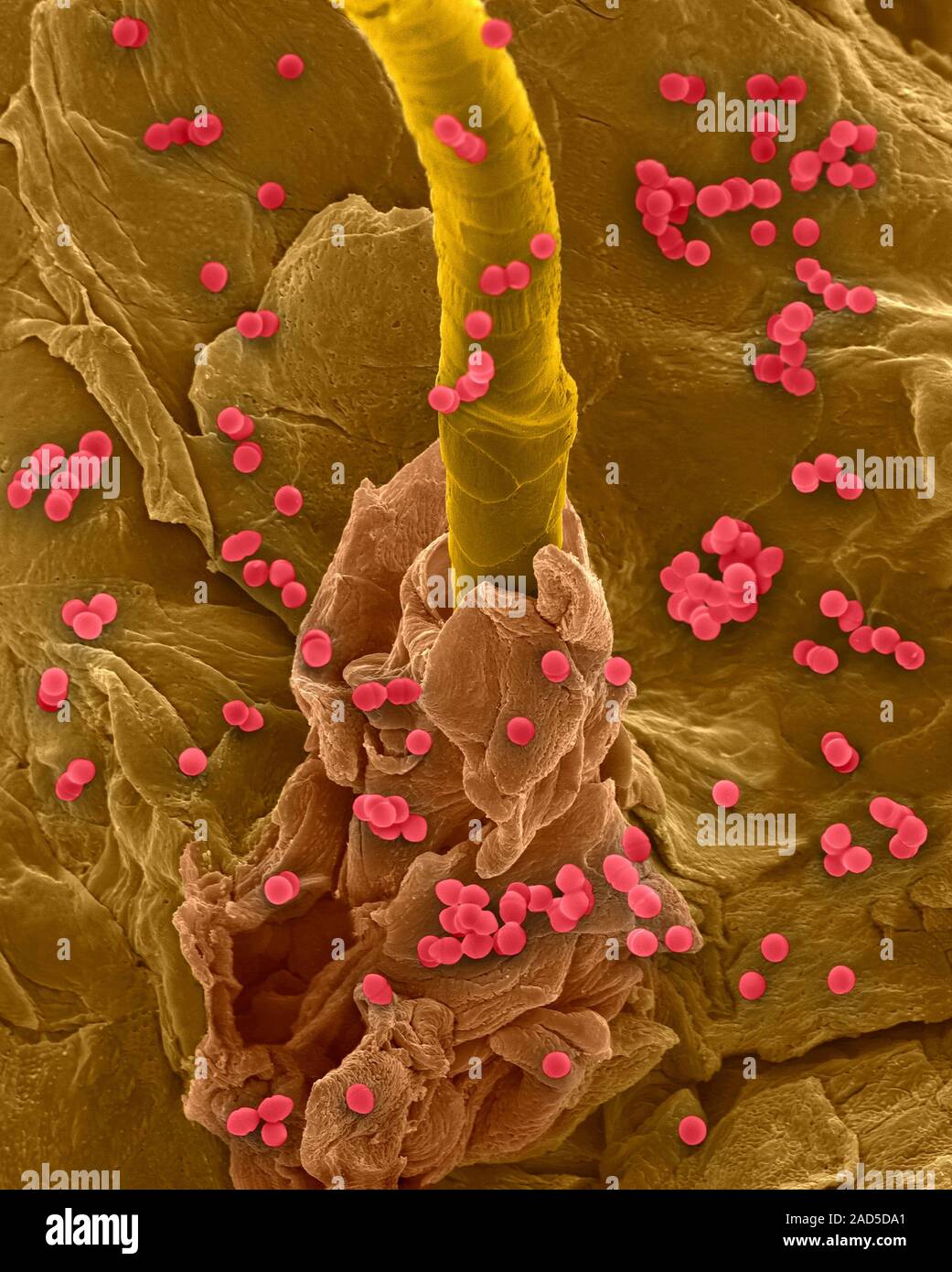 Coloured scanning electron micrograph (SEM) of Photocomposite ...