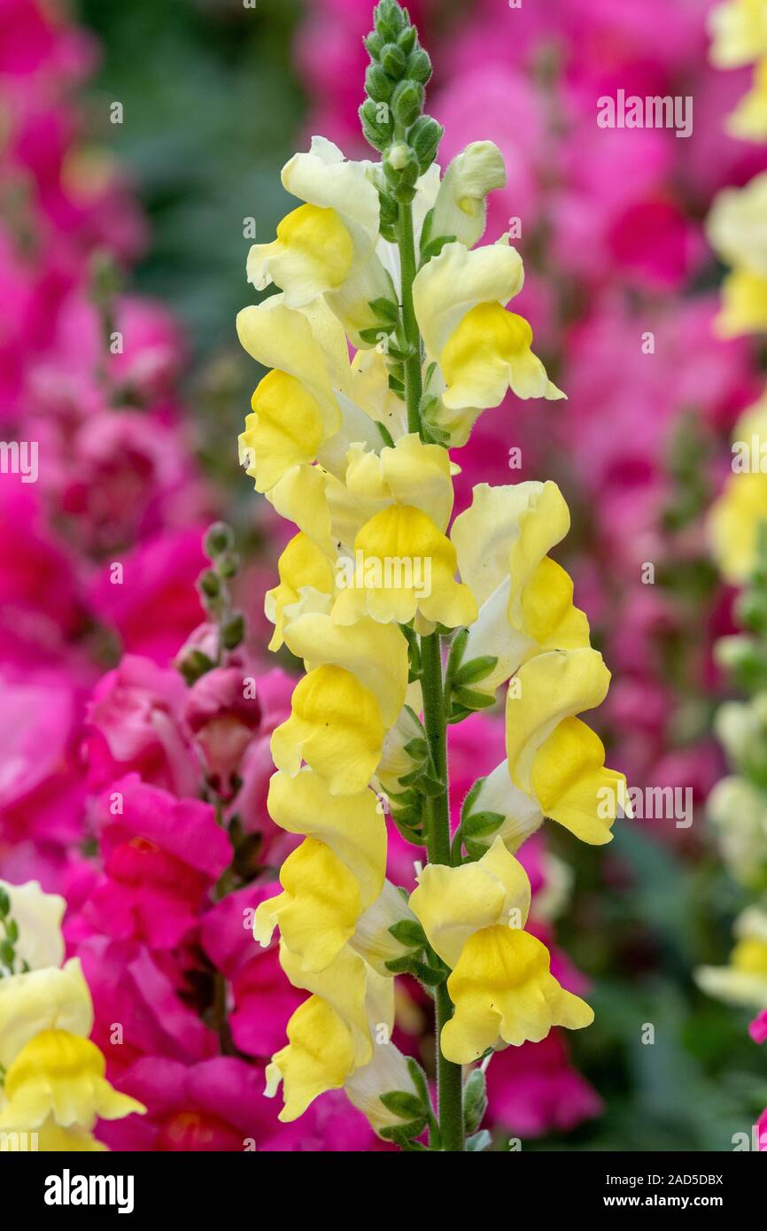 In A Snapdragon Flower High Resolution Stock Photography and Images - Alamy