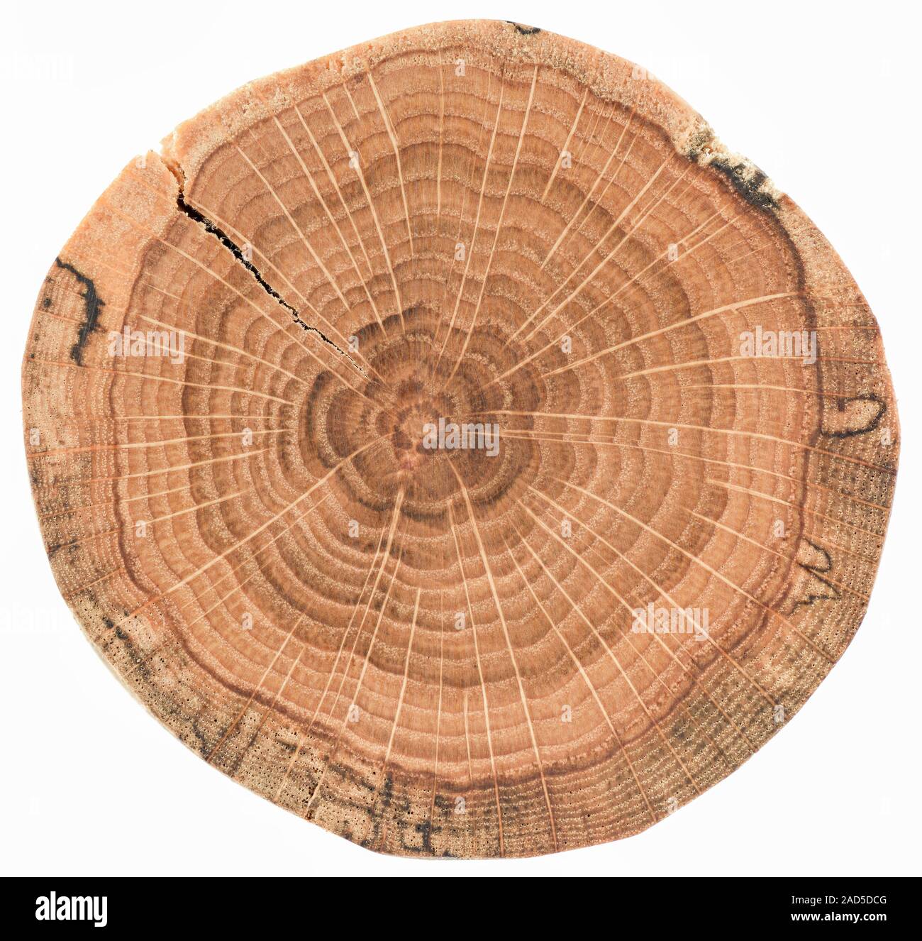 Oak wood texture. Tree stump with growth rings and cracks isolated on ...