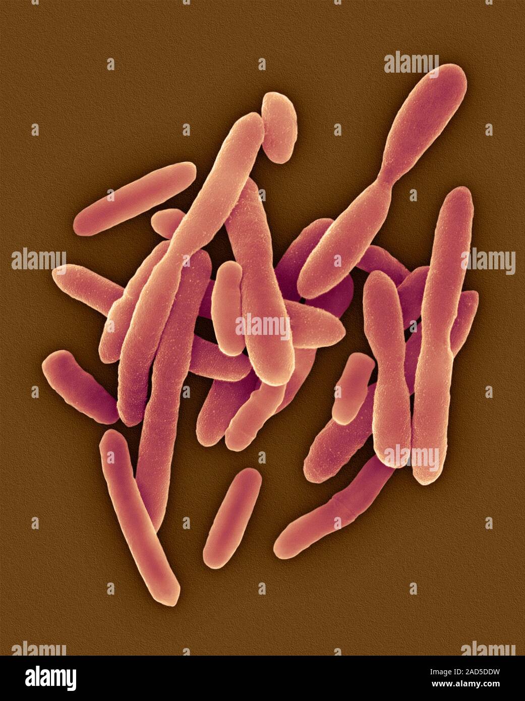 Coloured Scanning Electron Micrograph Sem Of Pseudomonas Sp Gram Negative Aerobic Enteric