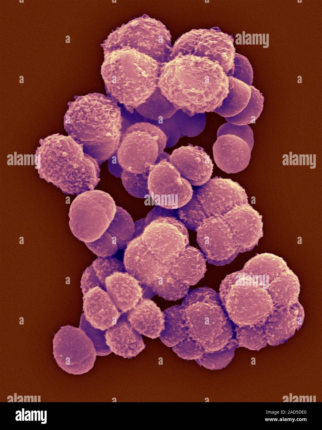 Coloured scanning electron micrograph (SEM) of Deinococcus sp., Coccoid ...