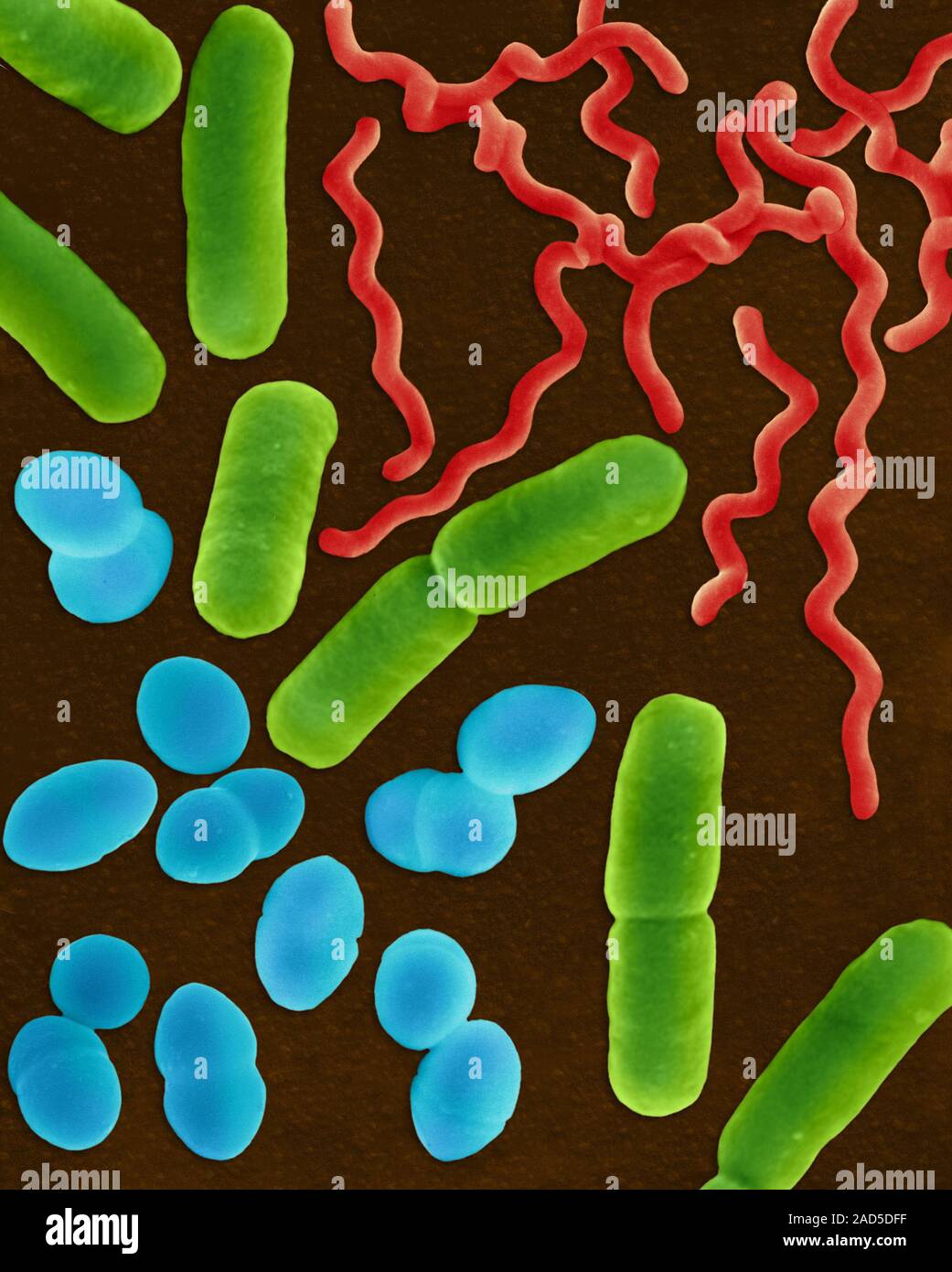 Coloured scanning electron micrograph (SEM) of Photocomposite of the ...