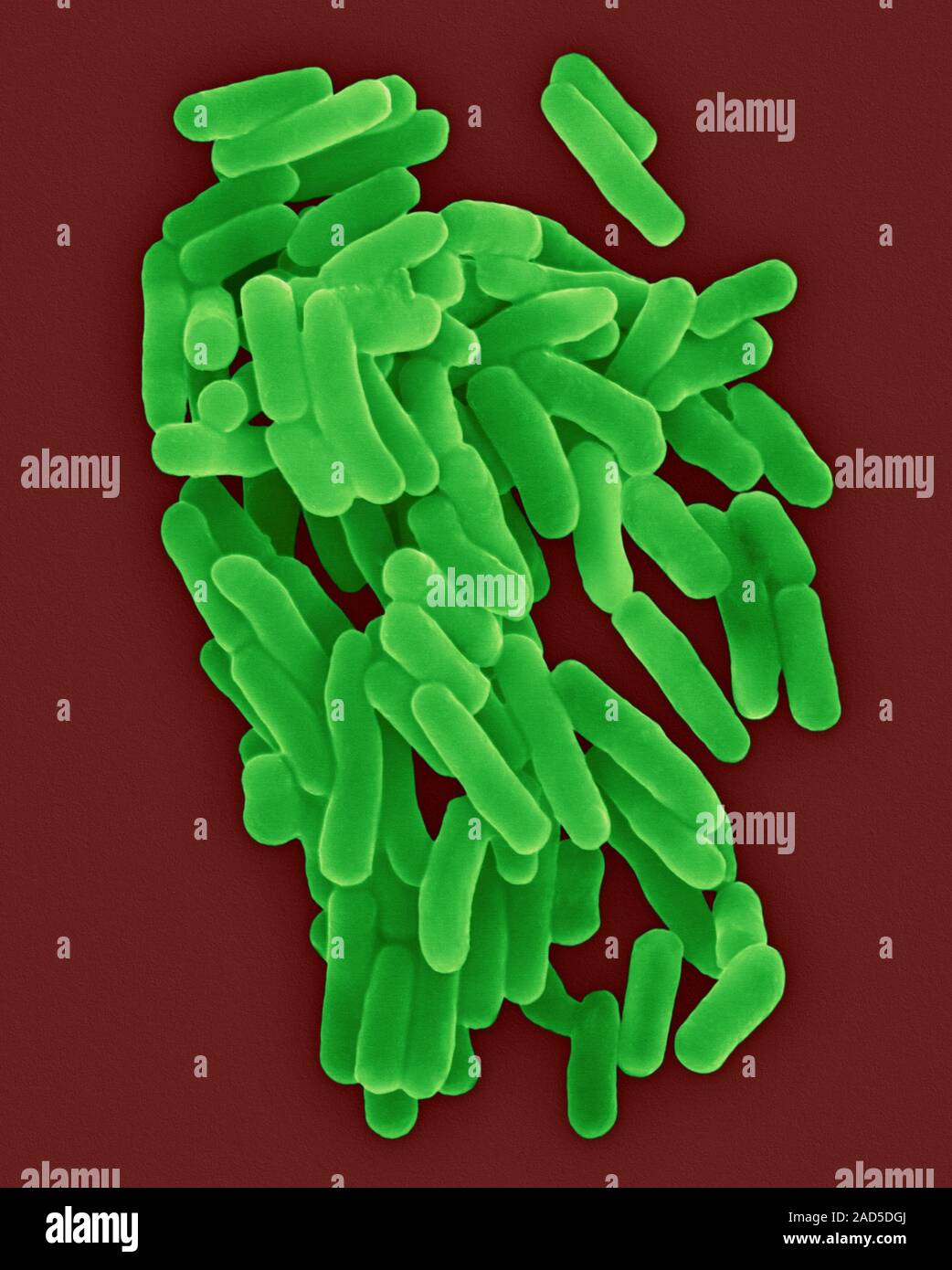 Coloured scanning electron micrograph (SEM) of Thiobacillus ...