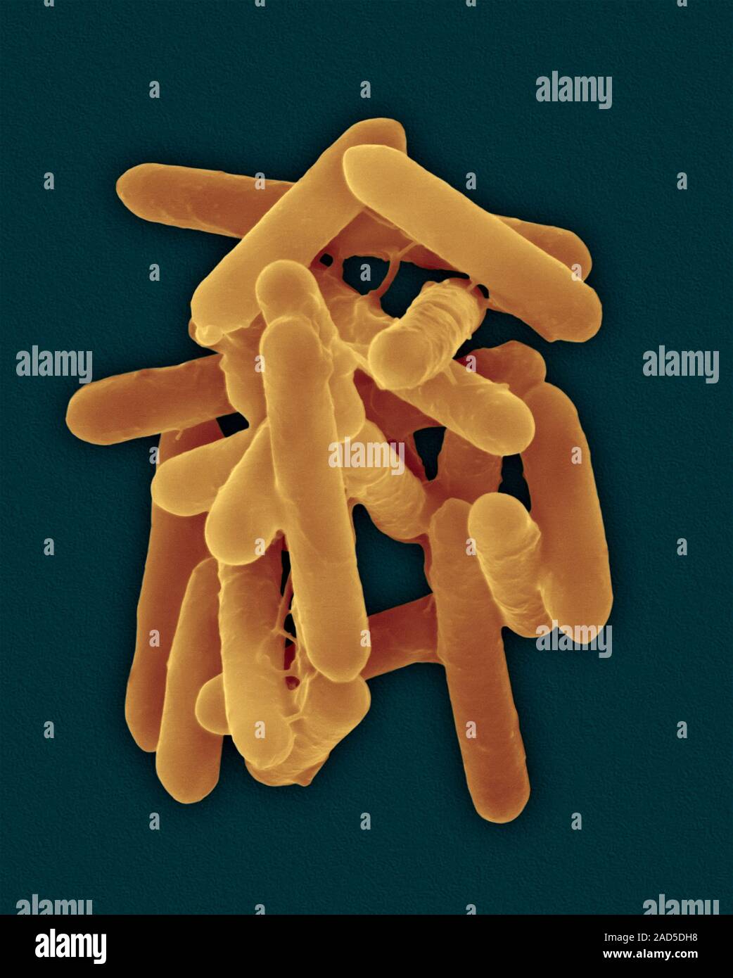 Coloured scanning electron micrograph (SEM) of Bacillus subtilis, Gram ...