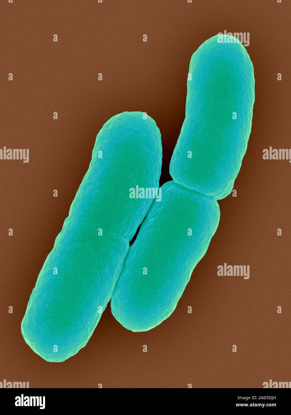 Coloured scanning electron micrograph (SEM) of E. coli (Escherichia ...