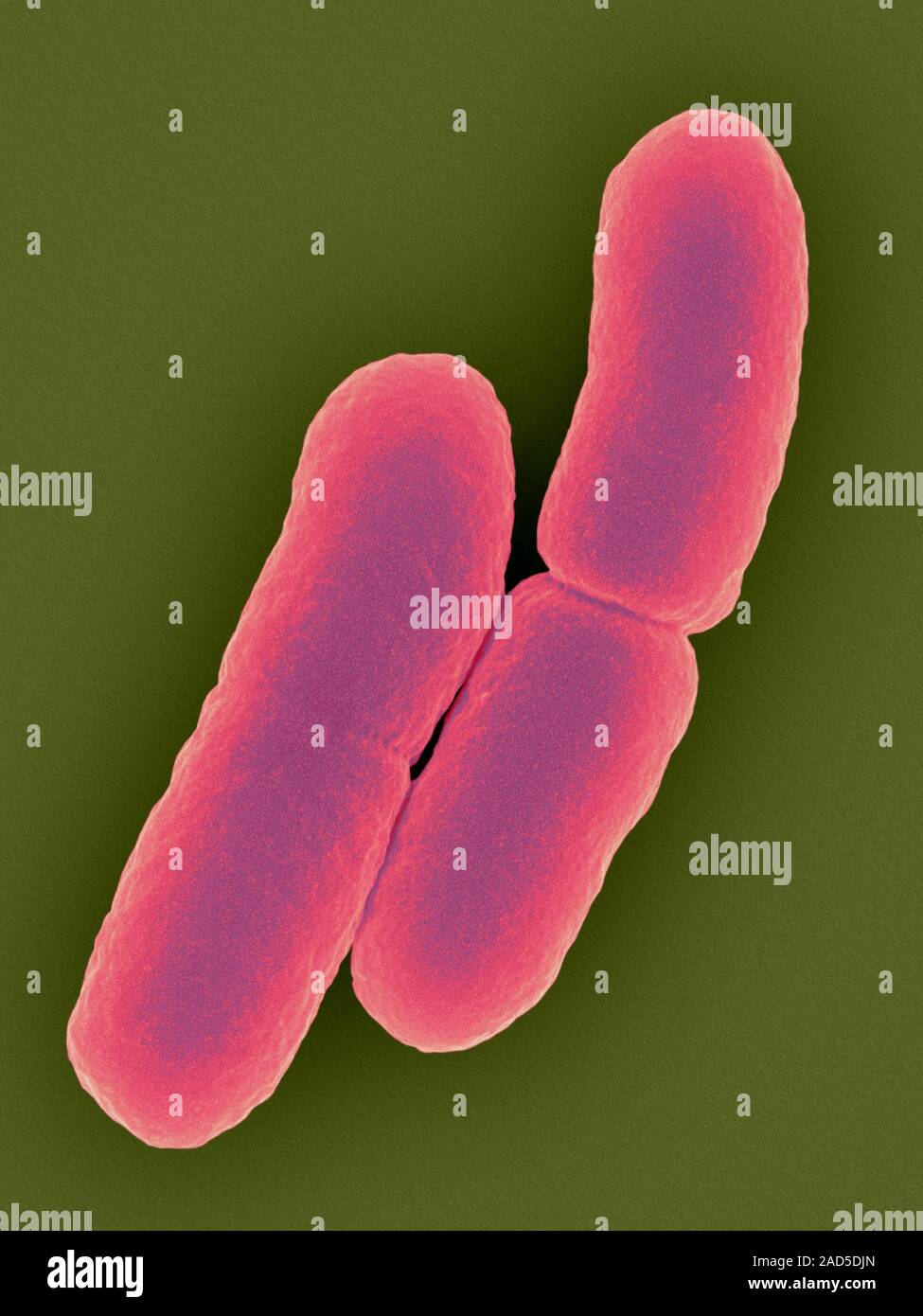 Coloured scanning electron micrograph (SEM) of E. coli (Escherichia ...