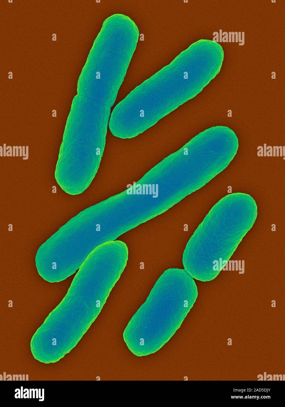 Coloured scanning electron micrograph (SEM) of Escherichia coli ...