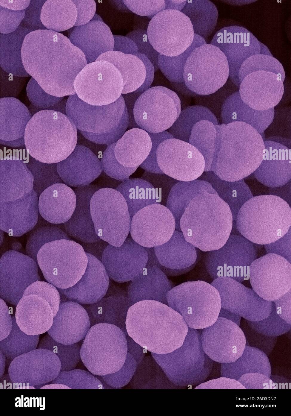 Coloured scanning electron micrograph (SEM) of Moraxella osloensis ...