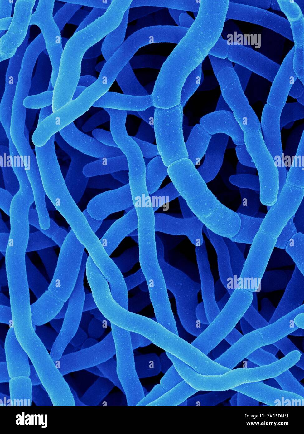 Coloured scanning electron micrograph (SEM) of Streptomyces rimosus ...