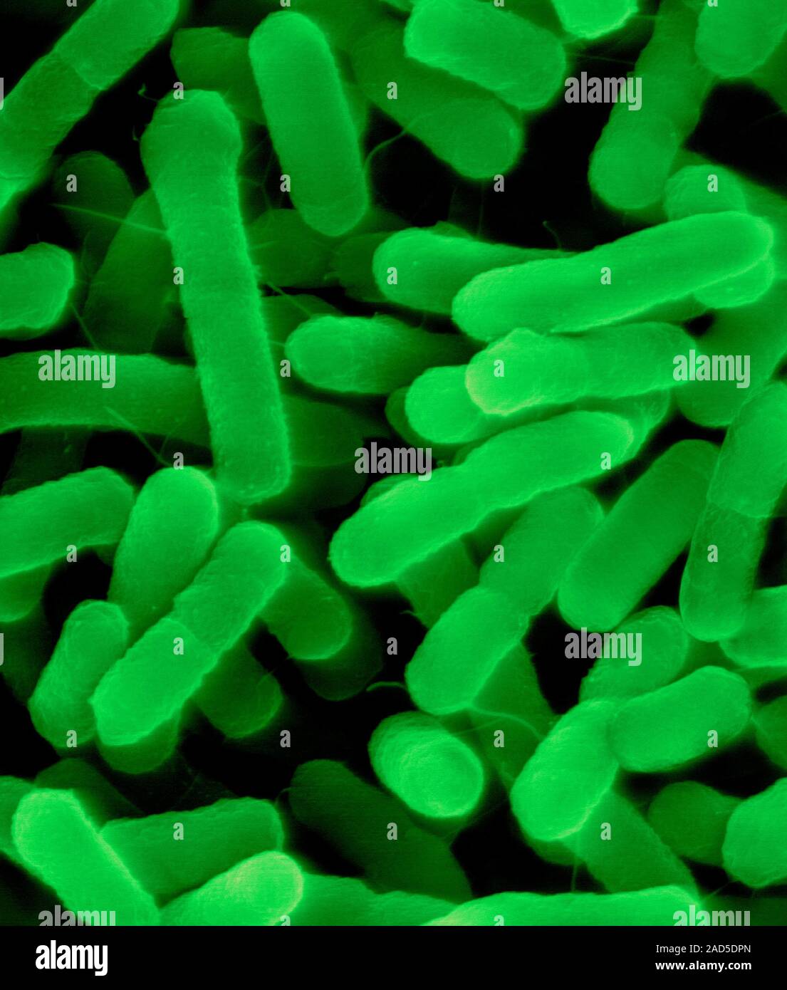 Coloured scanning electron micrograph (SEM) of Proteus vulgaris is a ...