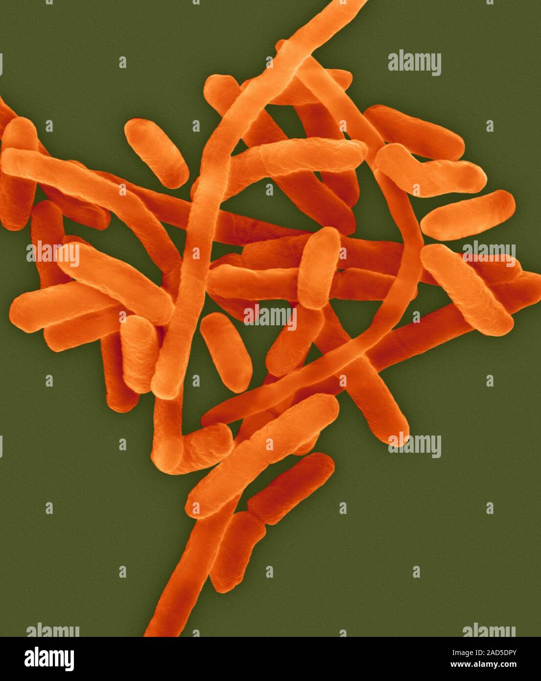 Coloured scanning electron micrograph (SEM) of Citrobacter freundii ...