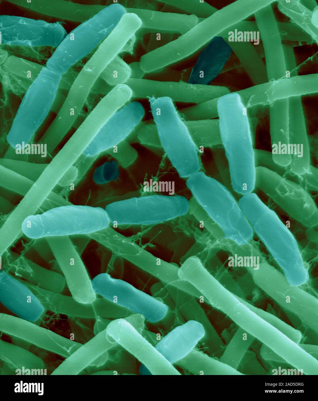 Coloured scanning electron micrograph (SEM) of Bacillus subtilis, Gram ...