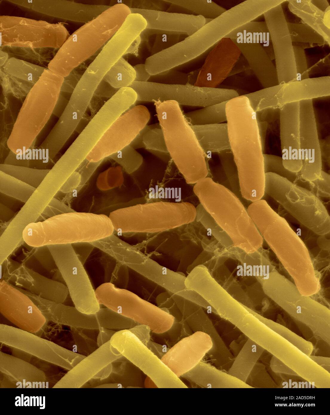 Coloured scanning electron micrograph (SEM) of Bacillus subtilis, Gram ...