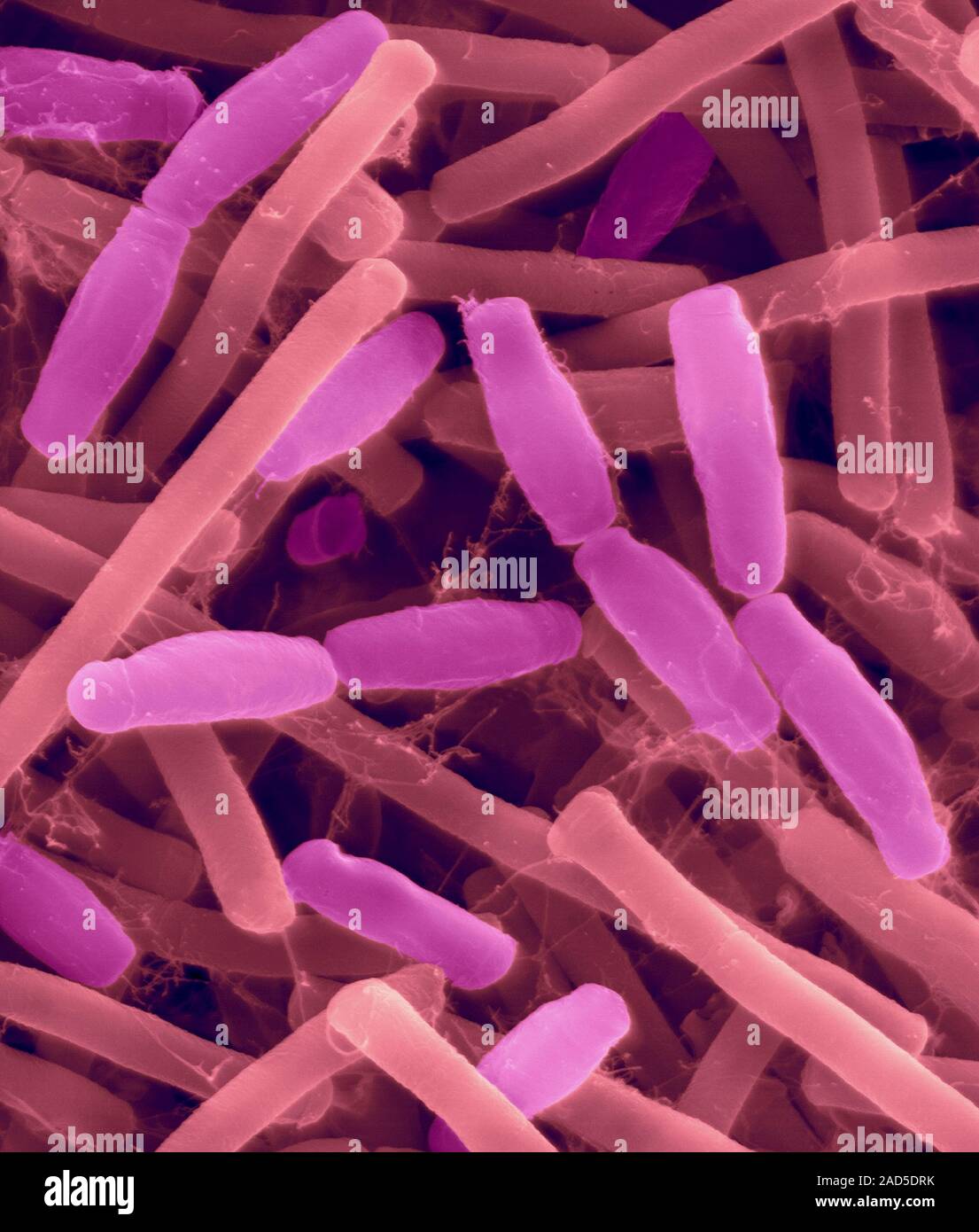 Coloured scanning electron micrograph (SEM) of Bacillus subtilis, Gram ...