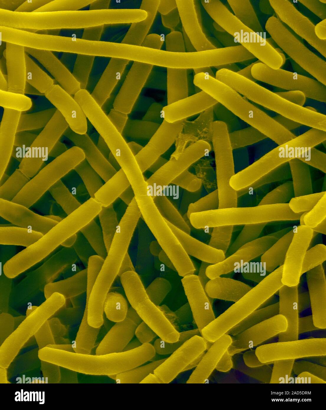 Coloured scanning electron micrograph (SEM) of Bacillus pumilus, Gram ...