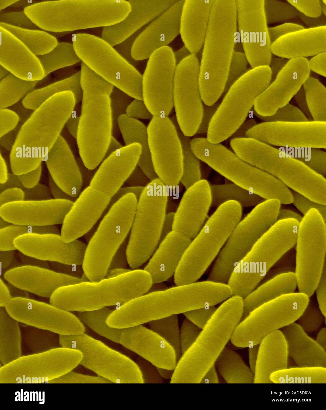 Coloured scanning electron micrograph (SEM) of Pseudomonas syringae ...