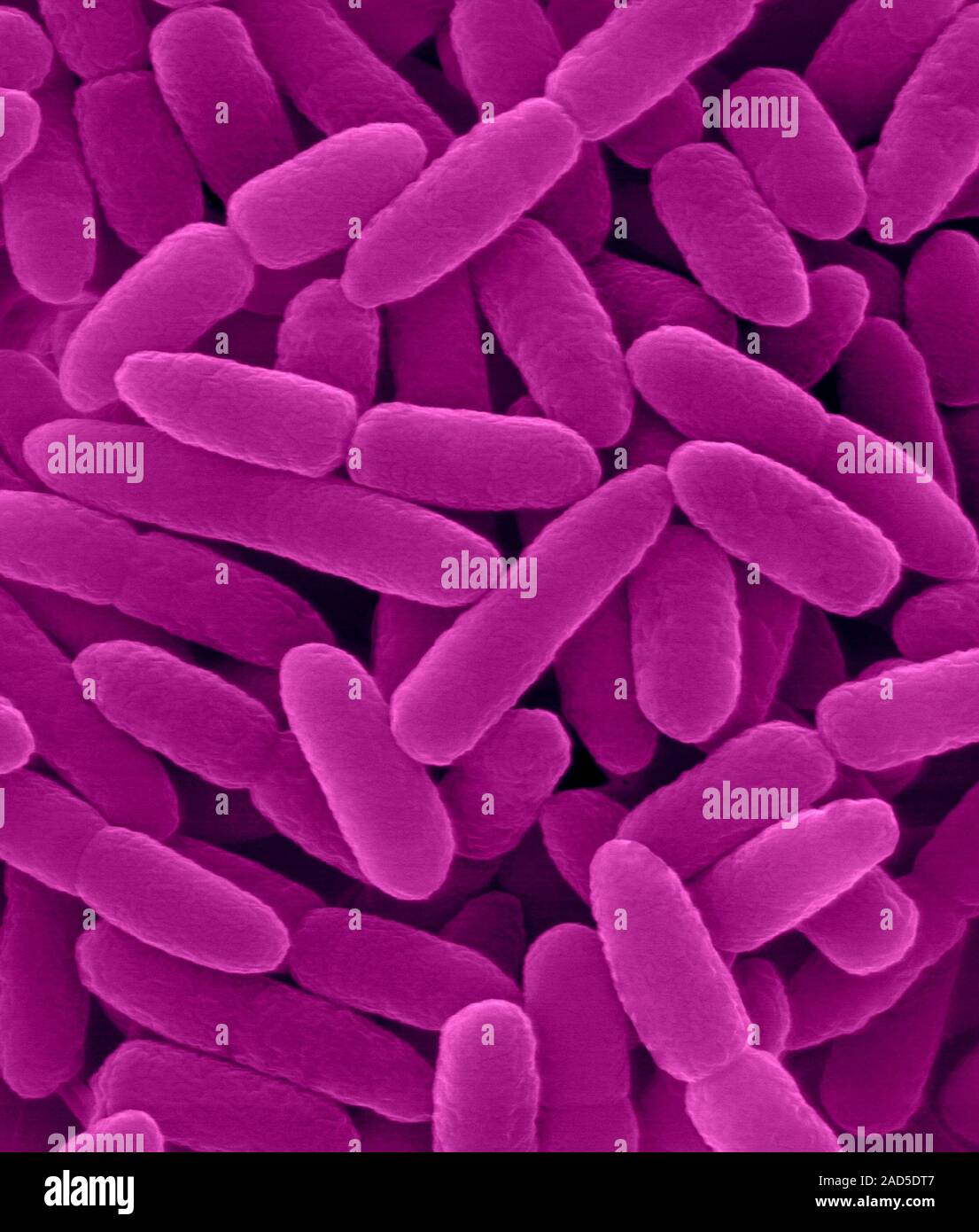 Coloured scanning electron micrograph (SEM) of Pseudomonas ...