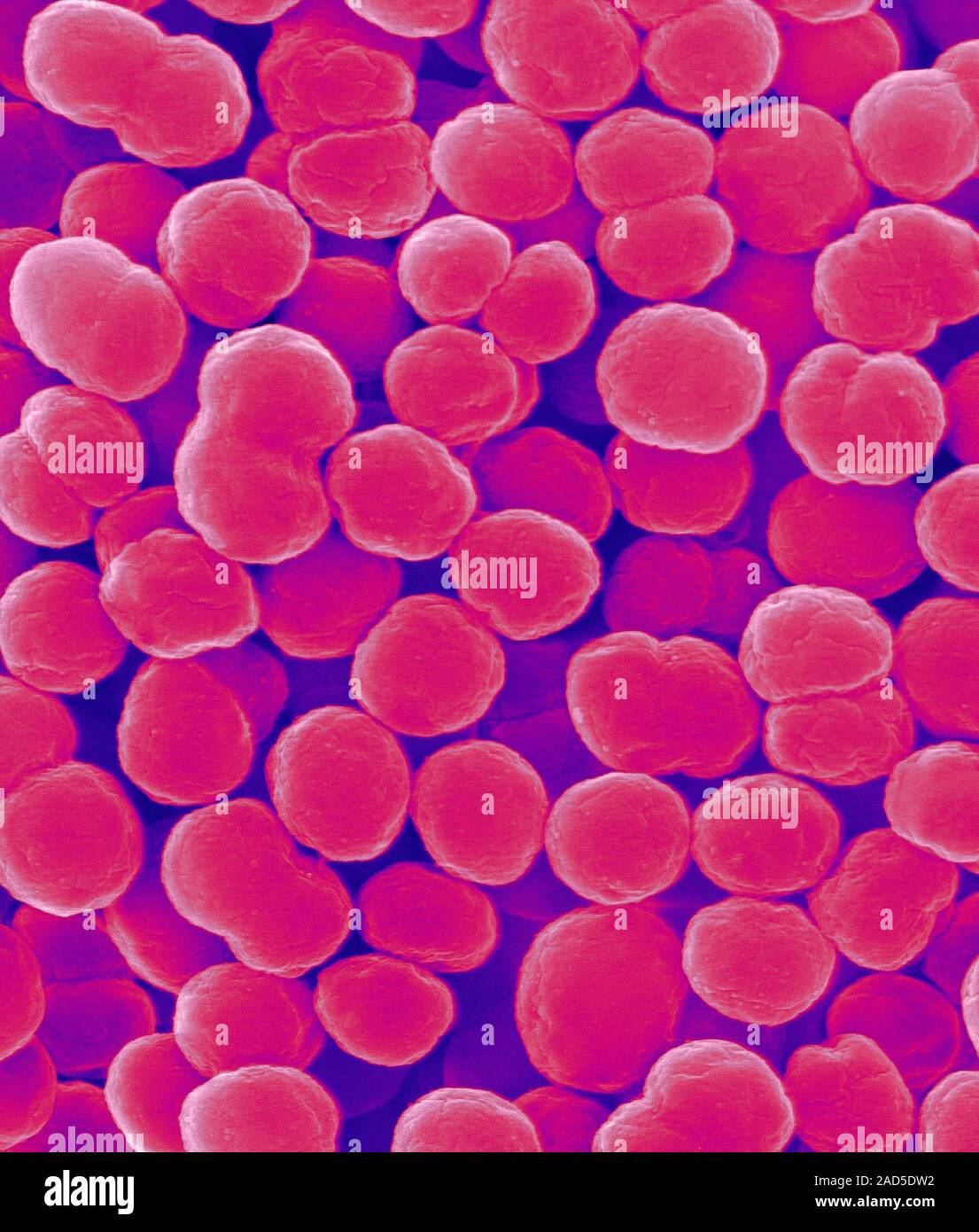 Coloured scanning electron micrograph (SEM) of Methylococcus capsulatus ...