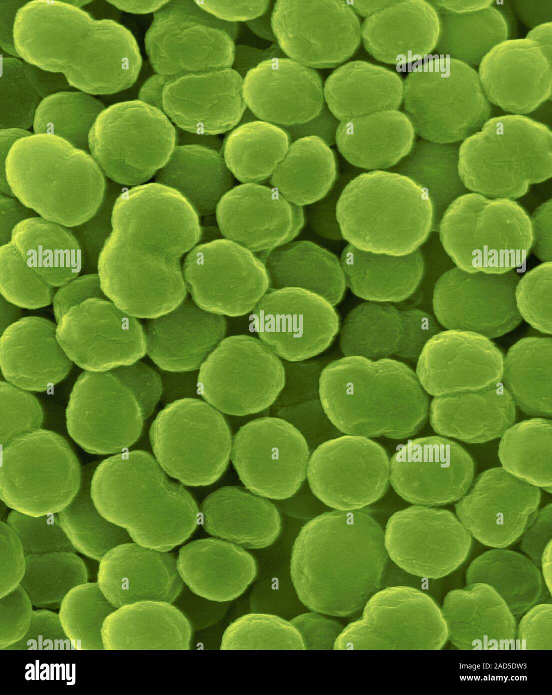 Coloured scanning electron micrograph (SEM) of Methylococcus capsulatus ...