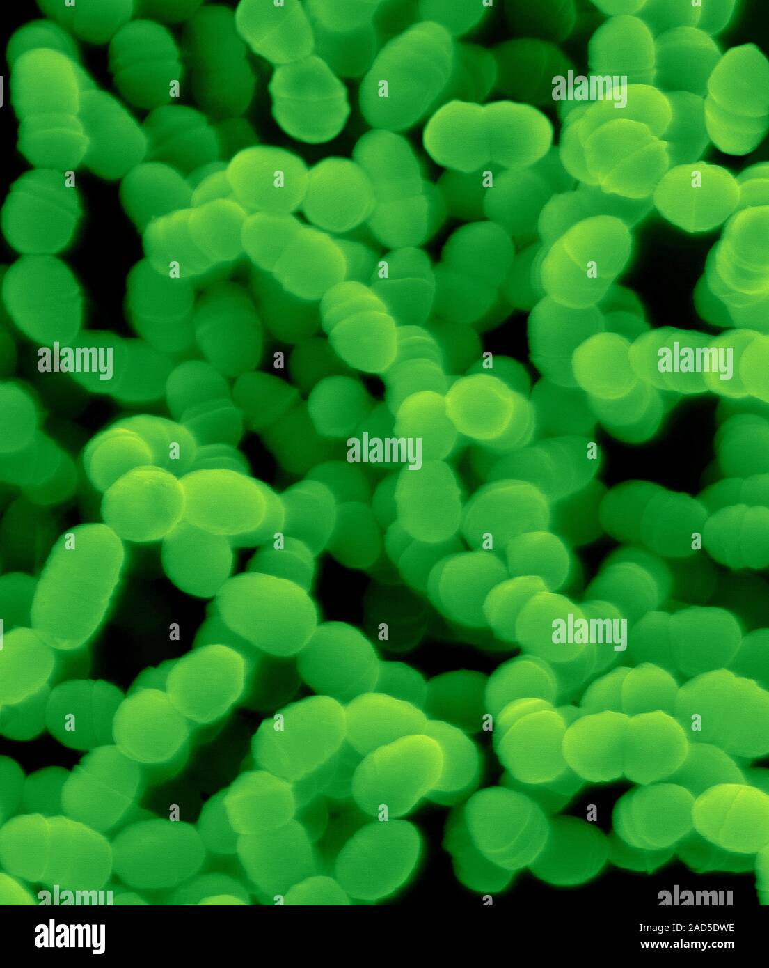 Coloured scanning electron micrograph (SEM) of Oral bacterium ...