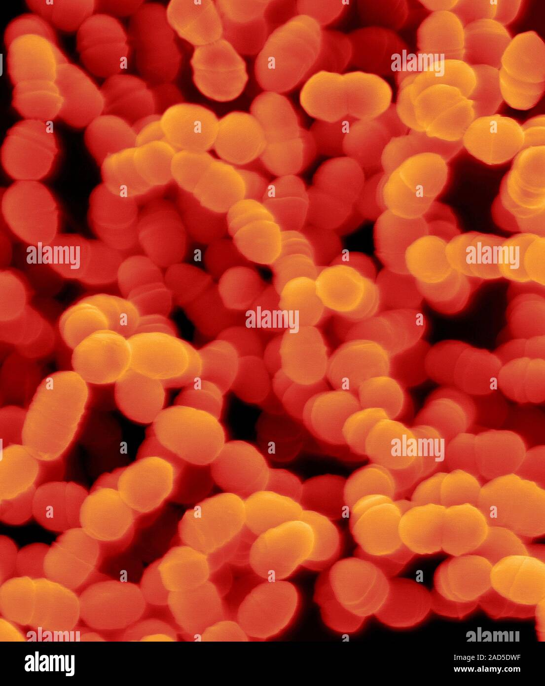 Coloured scanning electron micrograph (SEM) of Oral bacterium ...