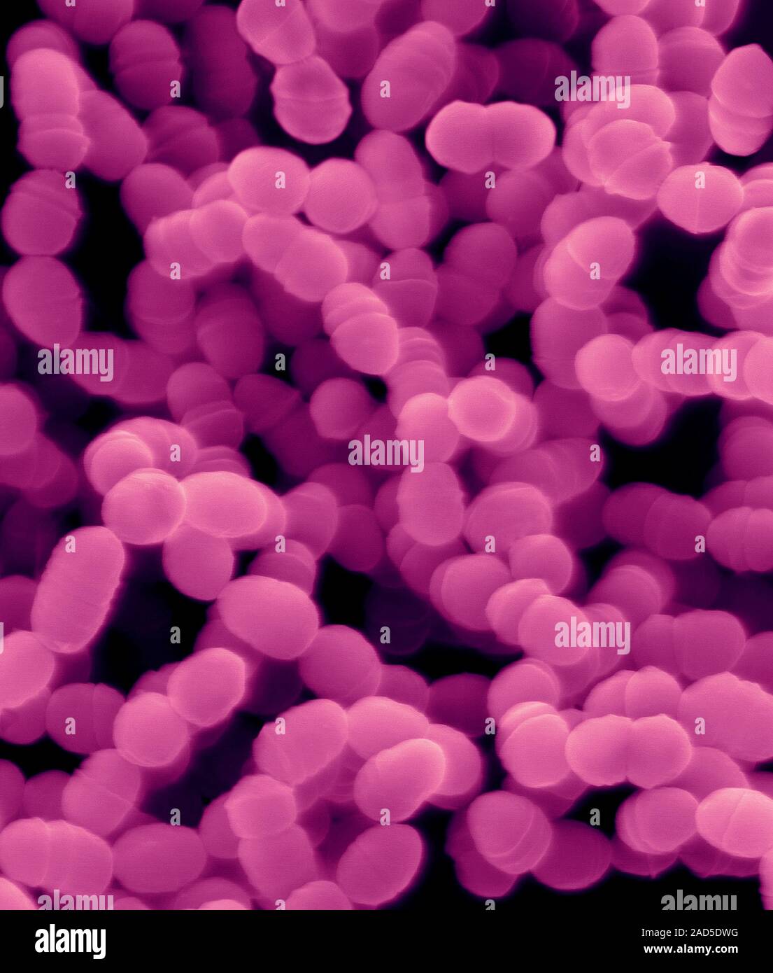 Coloured scanning electron micrograph (SEM) of Oral bacterium ...