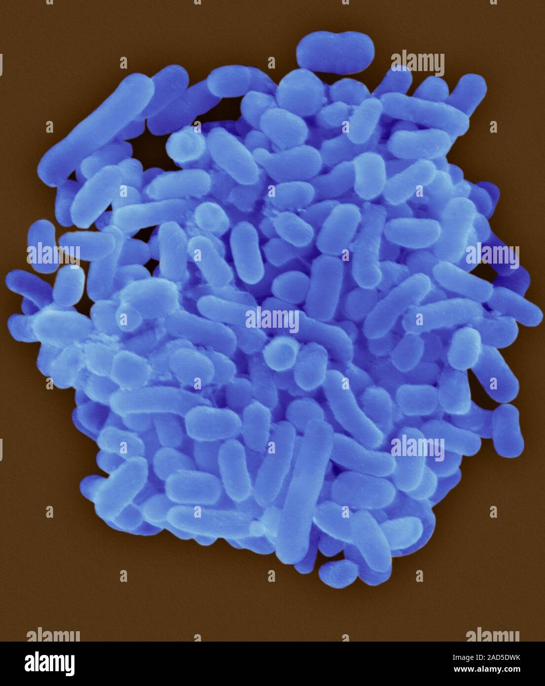 Coloured scanning electron micrograph (SEM) of Oral bacterium ...
