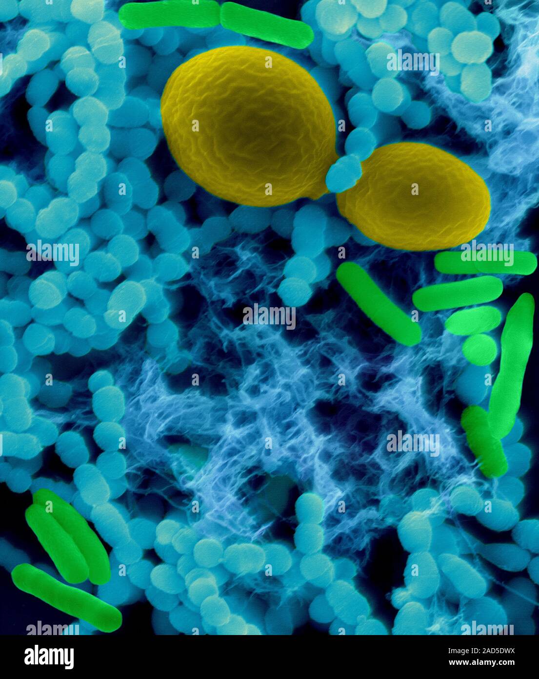 Coloured scanning electron micrograph (SEM) of Oral microbes, Bacteria ...