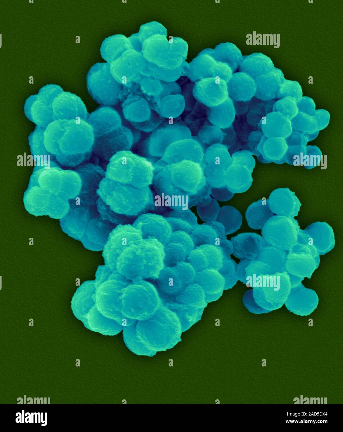 Coloured scanning electron micrograph (SEM) of Kocuria rosea, Gram ...