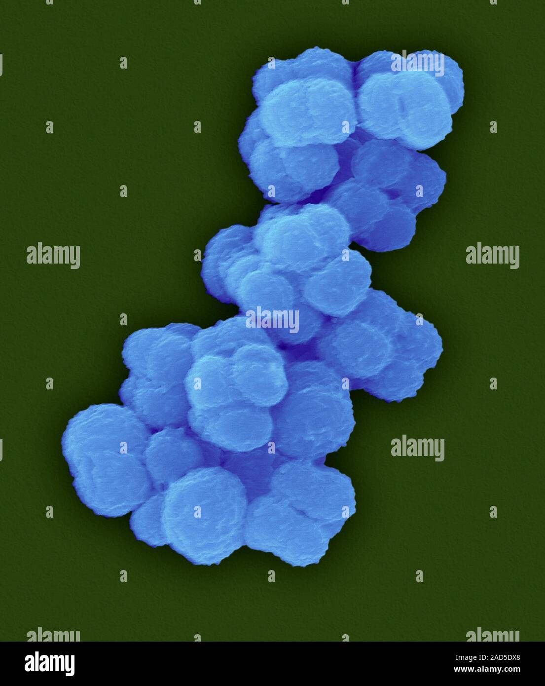 Coloured scanning electron micrograph (SEM) of Kocuria rosea, Gram ...