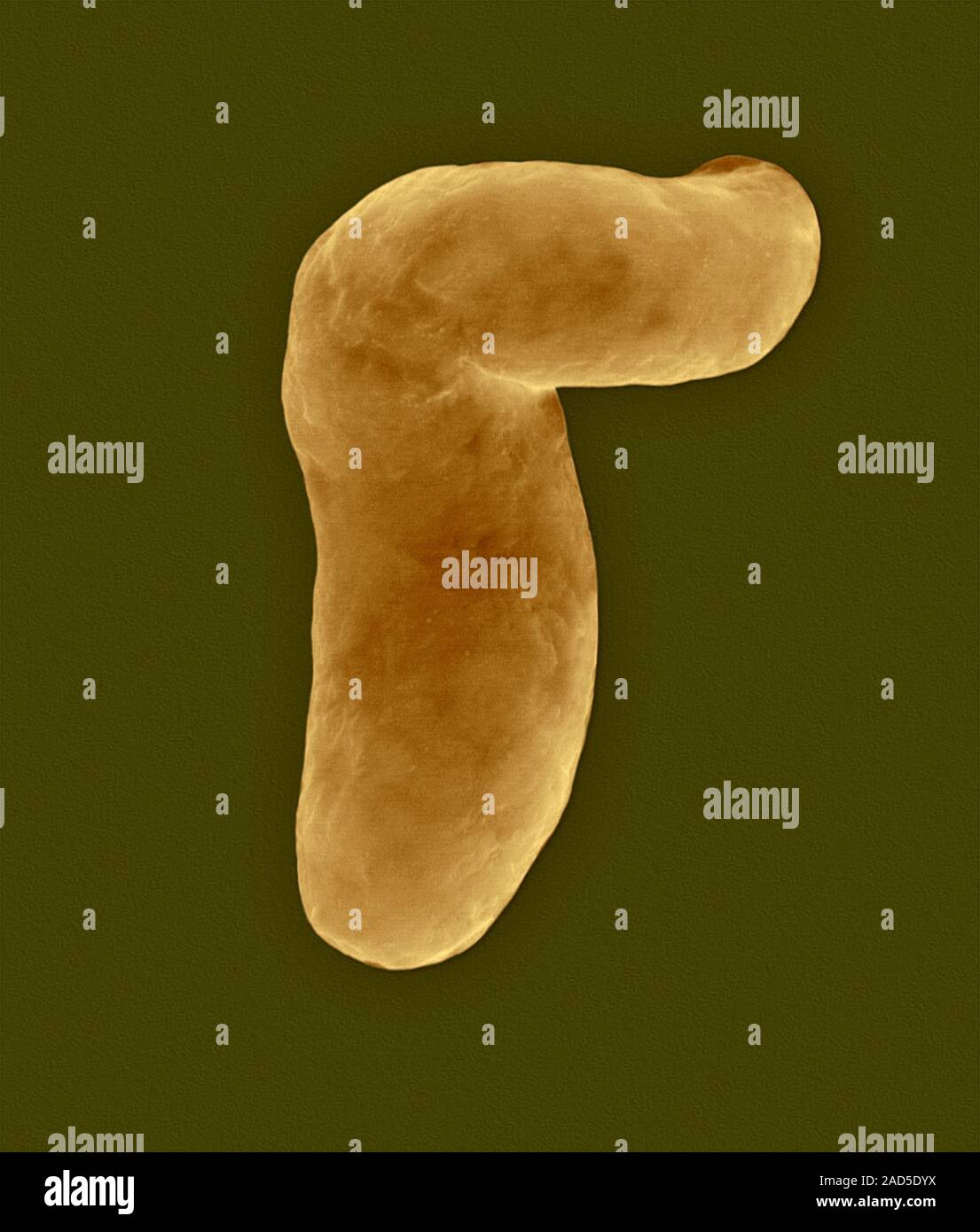 Coloured scanning electron micrograph (SEM) of Vibrio vulnificus, Gram ...