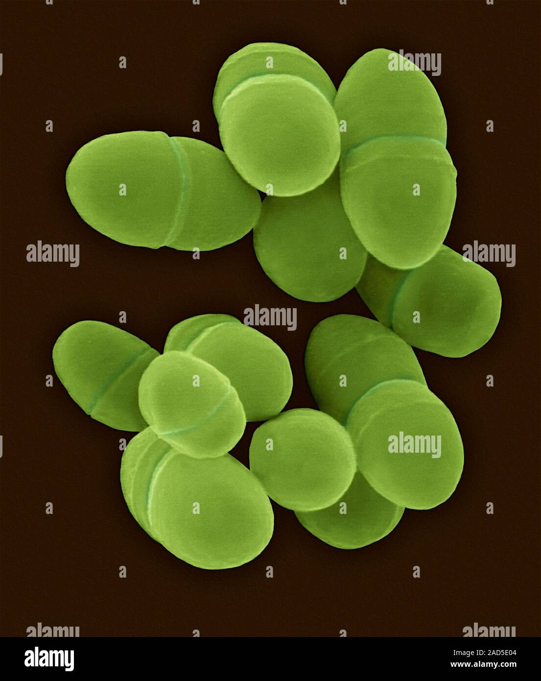 Coloured scanning electron micrograph (SEM) of Lactococcus lactis, Gram ...