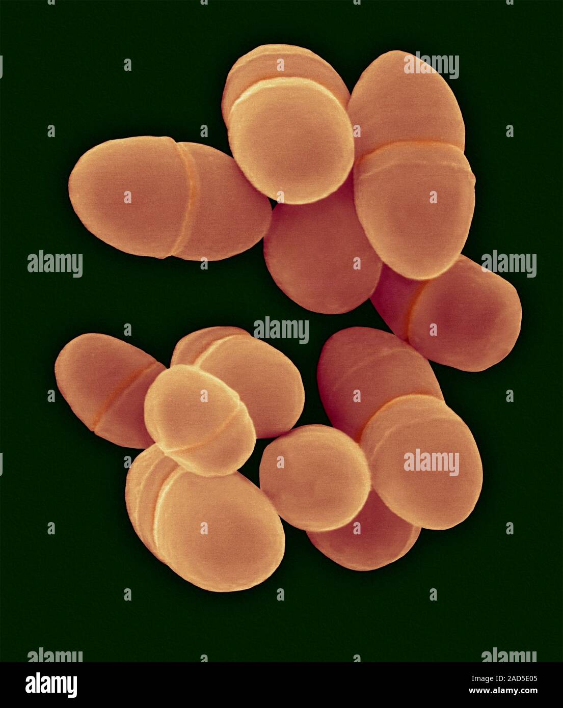 Coloured scanning electron micrograph (SEM) of Lactococcus lactis, Gram ...