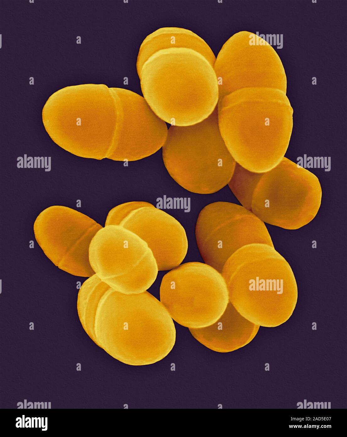 Coloured scanning electron micrograph (SEM) of Lactococcus lactis, Gram ...