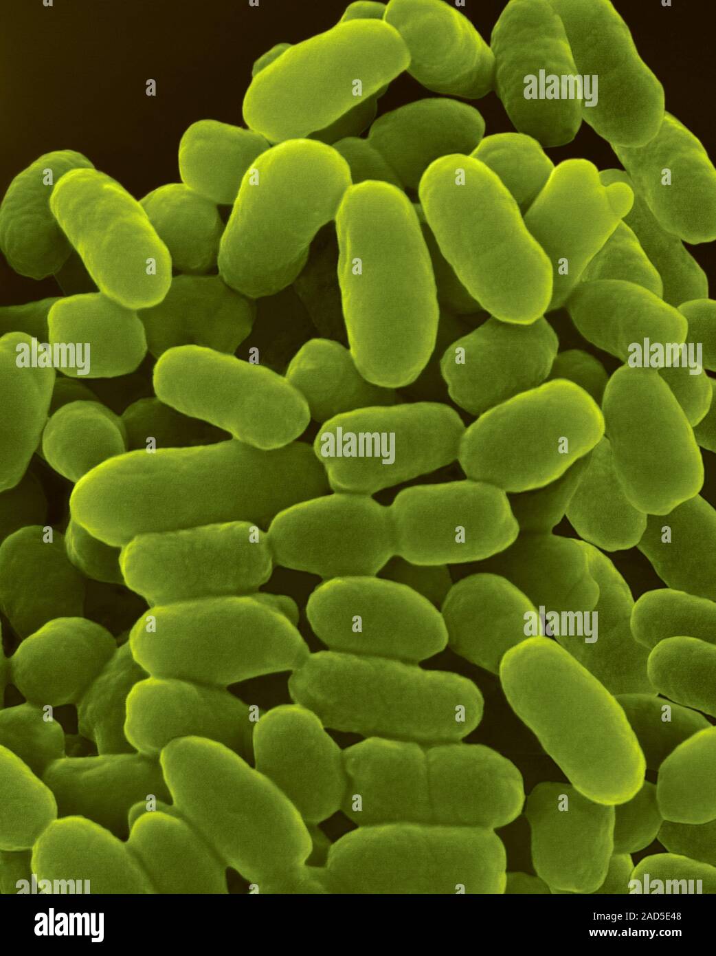 Coloured scanning electron micrograph (SEM) of Chromatium sp ...