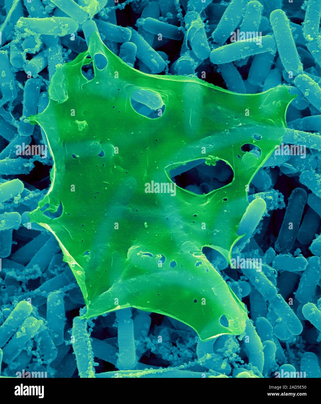 Coloured scanning electron micrograph (SEM) of Streptomyces ...