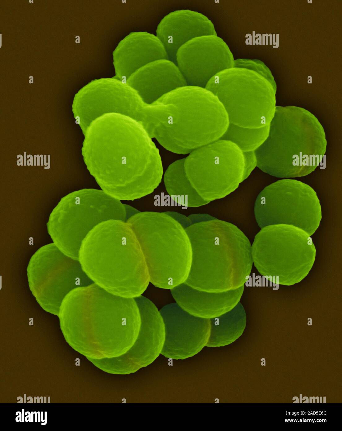 Coloured scanning electron micrograph (SEM) of Deinococcus radiophilus ...