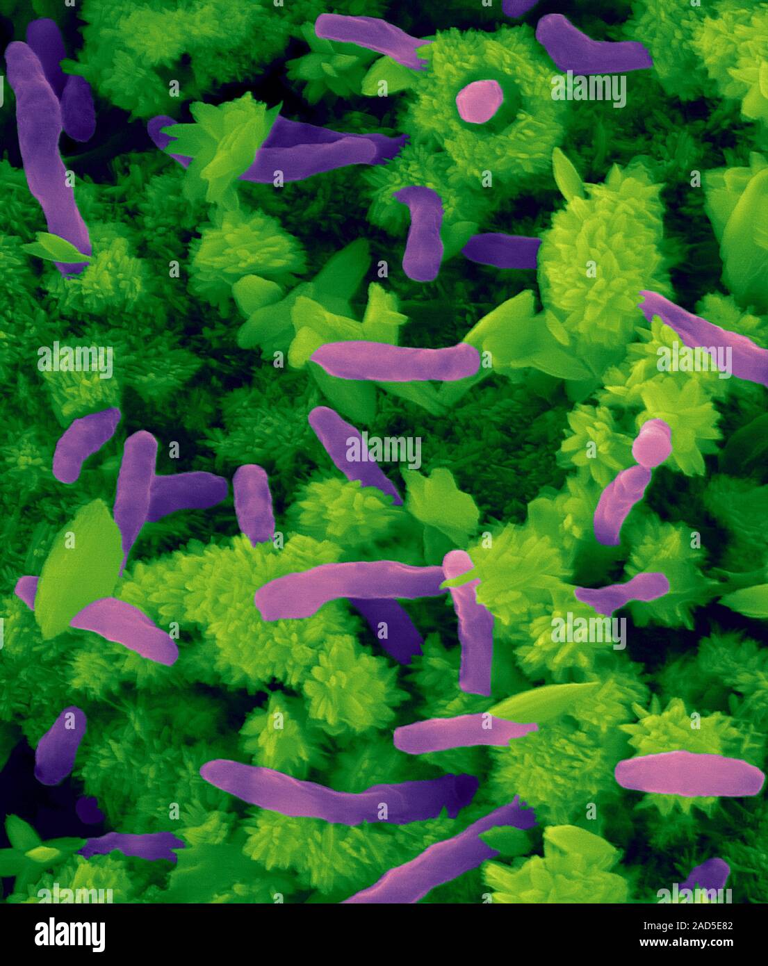 Coloured scanning electron micrograph (SEM) of Purple nonsulfur ...