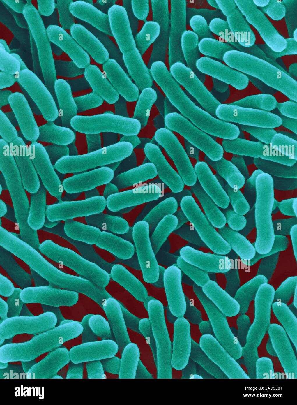 Coloured scanning electron micrograph (SEM) of Salmonella enterica ...