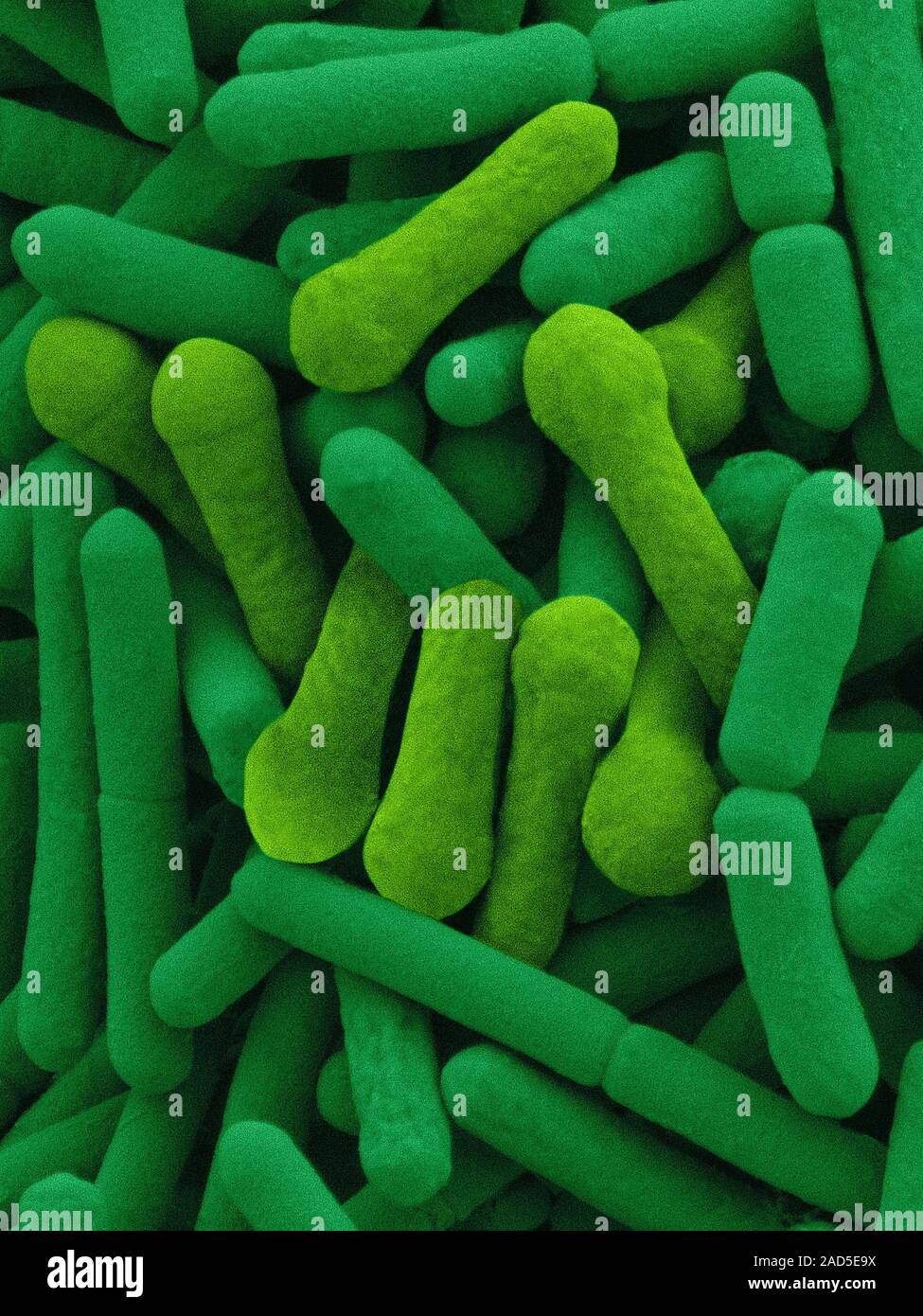 Coloured scanning electron micrograph (SEM) of Viridibacillus arvi ...