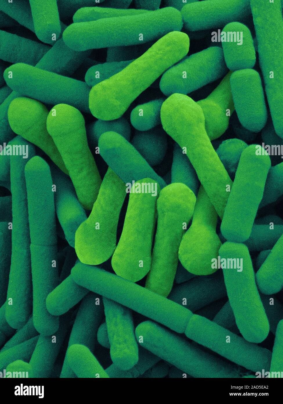 Coloured scanning electron micrograph (SEM) of Viridibacillus arvi ...