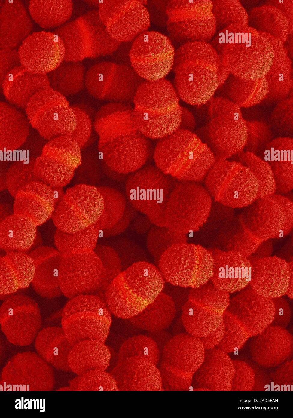 Coloured scanning electron micrograph (SEM) of Streptococcus salivarius ...