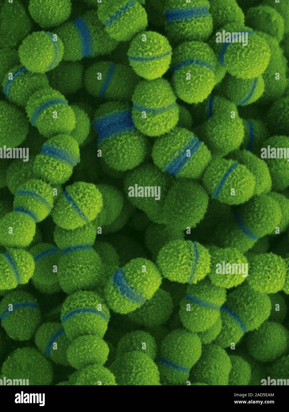 Coloured scanning electron micrograph (SEM) of Streptococcus salivarius ...