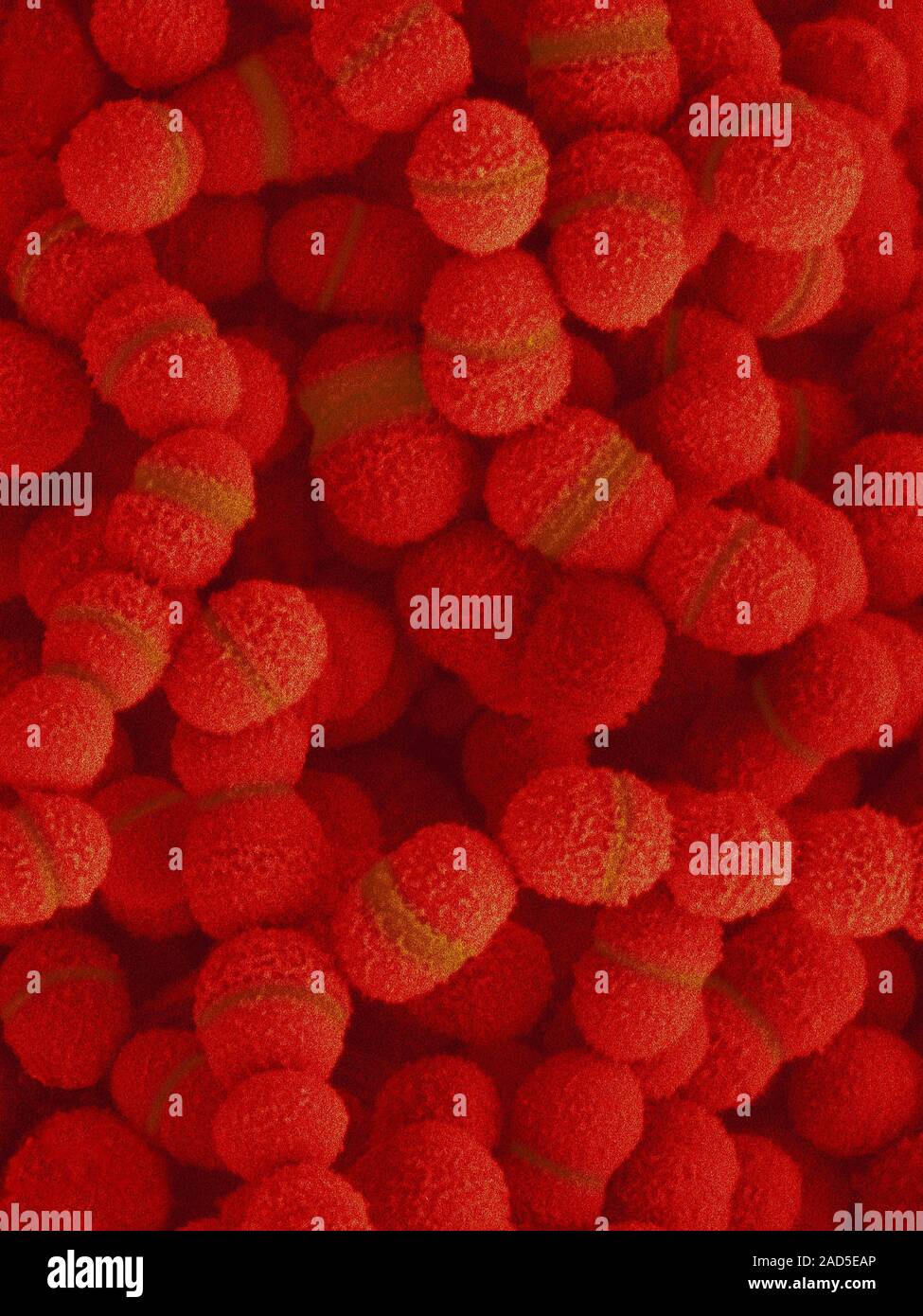 Coloured scanning electron micrograph (SEM) of Streptococcus salivarius ...