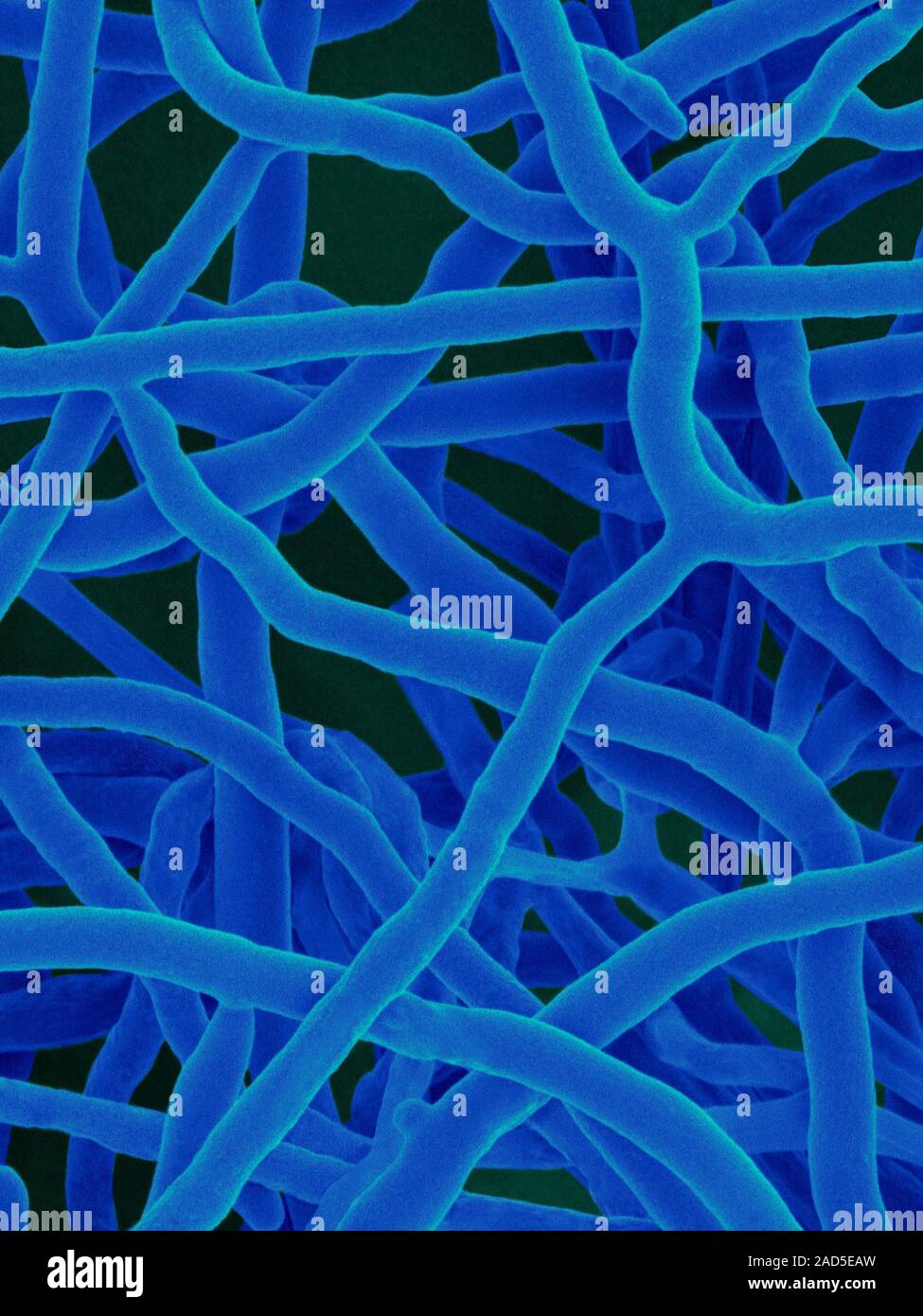 Coloured scanning electron micrograph (SEM) of Streptomyces ...